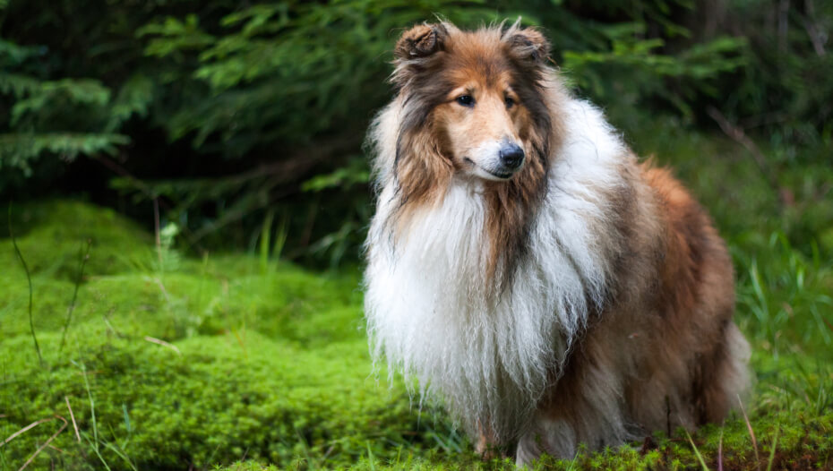 Collie (Rough) Dog Breed Information | Purina